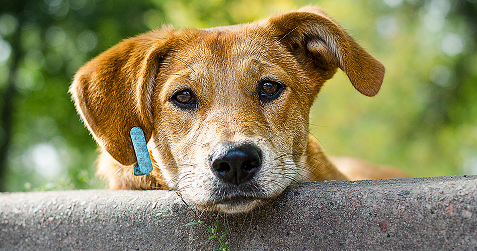 De la calle a la casa, tips para adoptar a un perro callejero - Dogtor ...